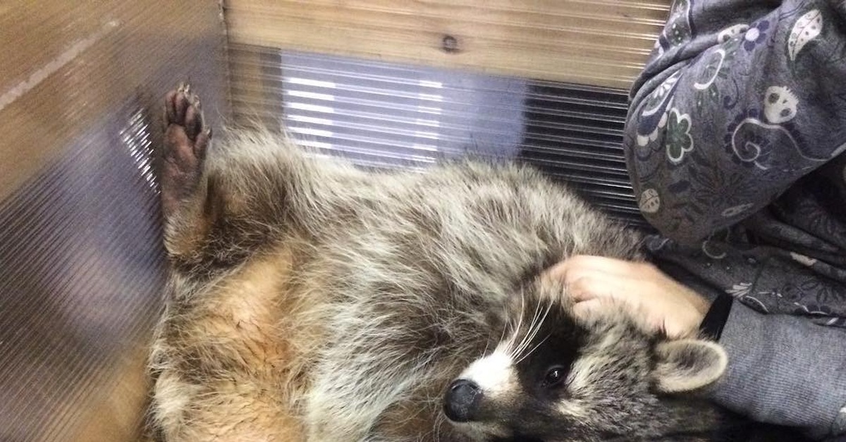 Enot#26 | Пикабу