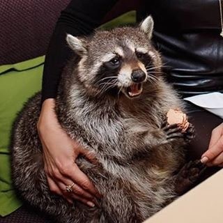 Enot#32 | Пикабу