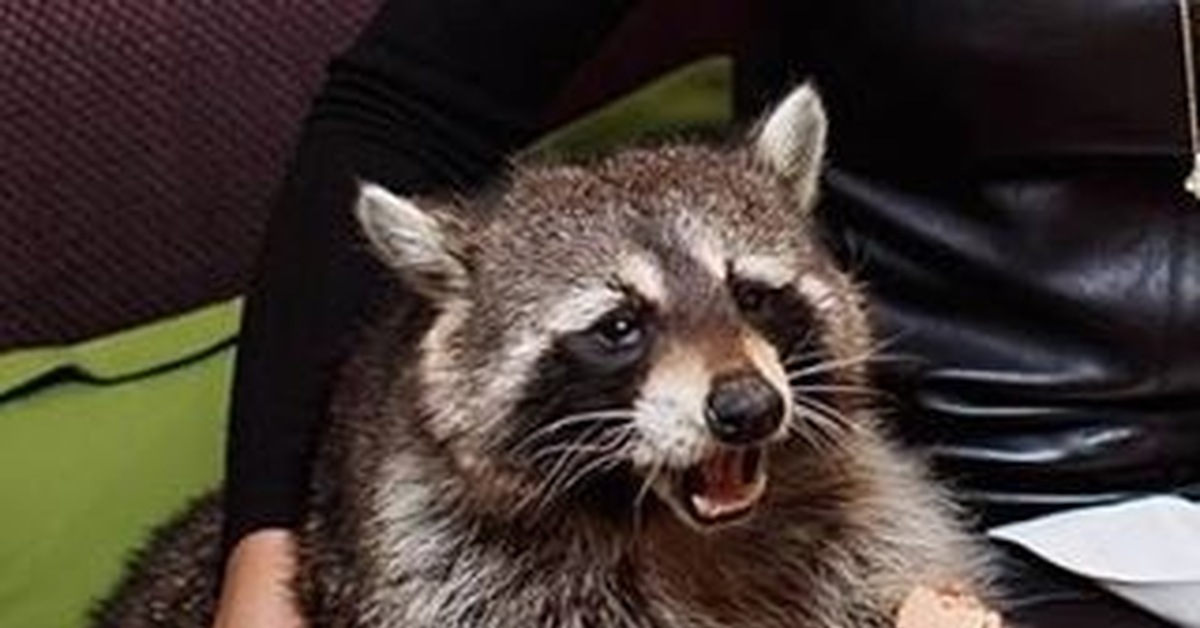 Enot#32 | Пикабу