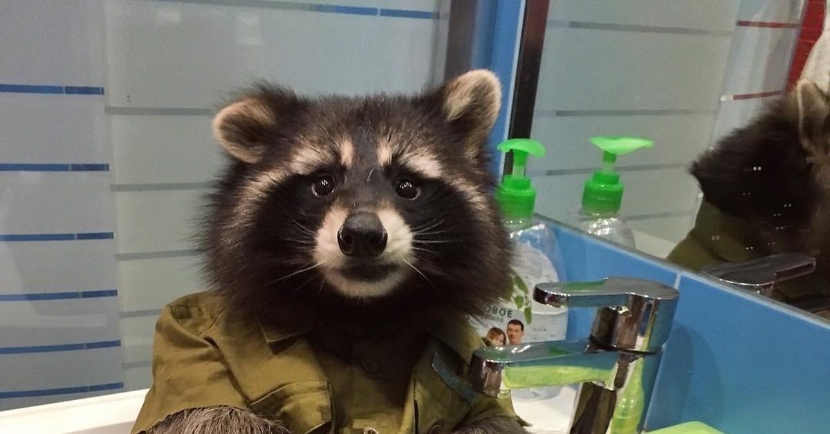 Enot #47 | Пикабу