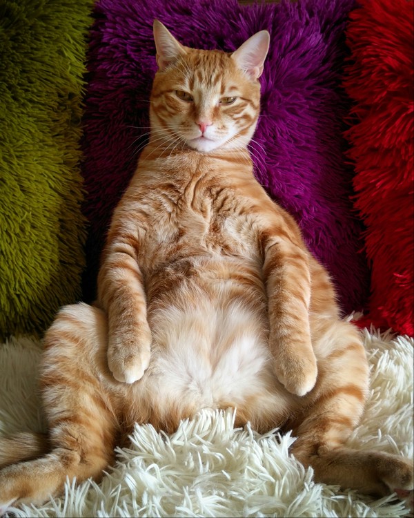 Котобудни | Пикабу