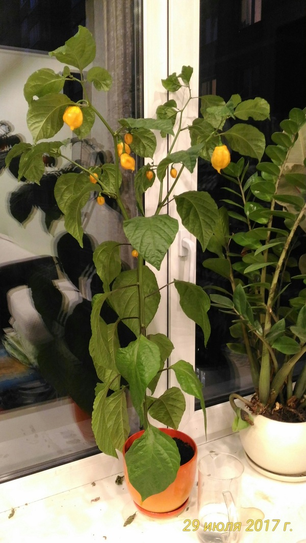 Muž hospitalizován poté, co ochutnal nejpálivější chilli papričku na ...