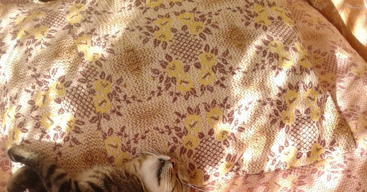 Дневной сон Zzz Пикабу