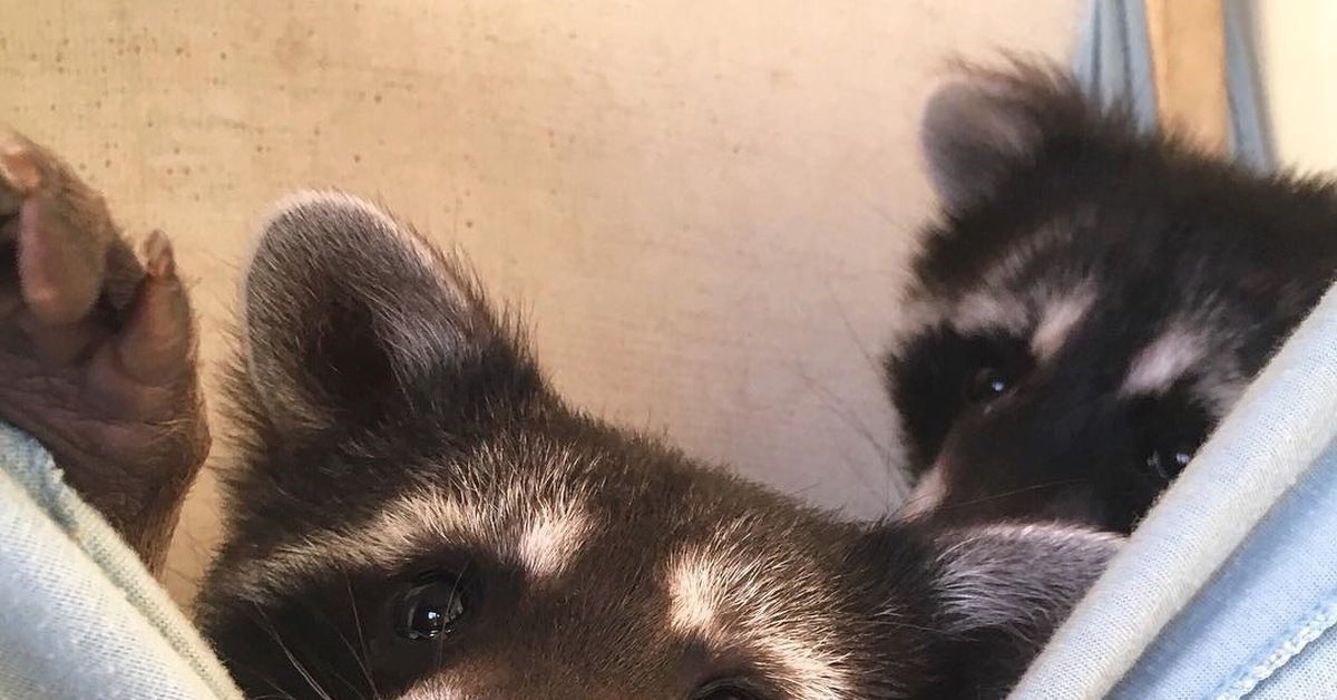 Enot #74 | Пикабу