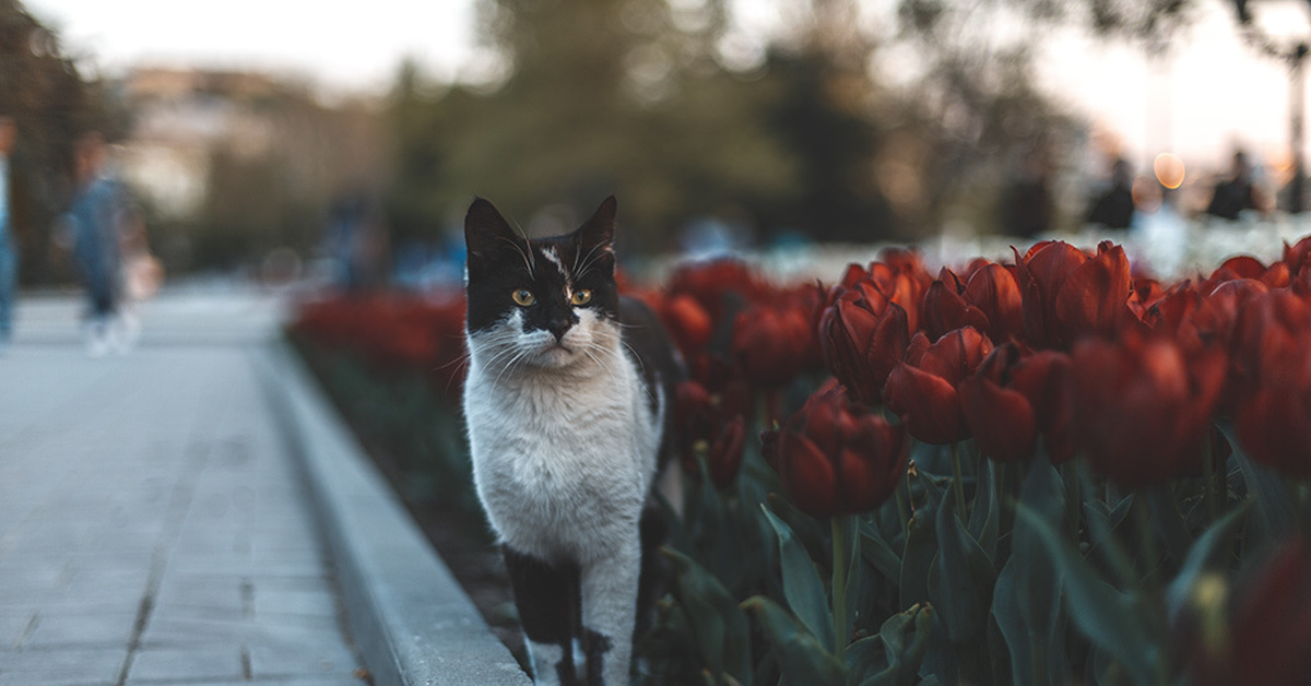 Слышь, мужик, от клумбы отошёл!!! | Пикабу