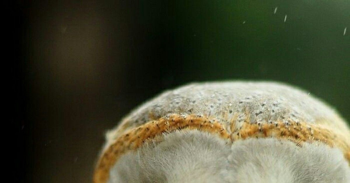 Совы в фотографиях Shamma Esoof | Пикабу