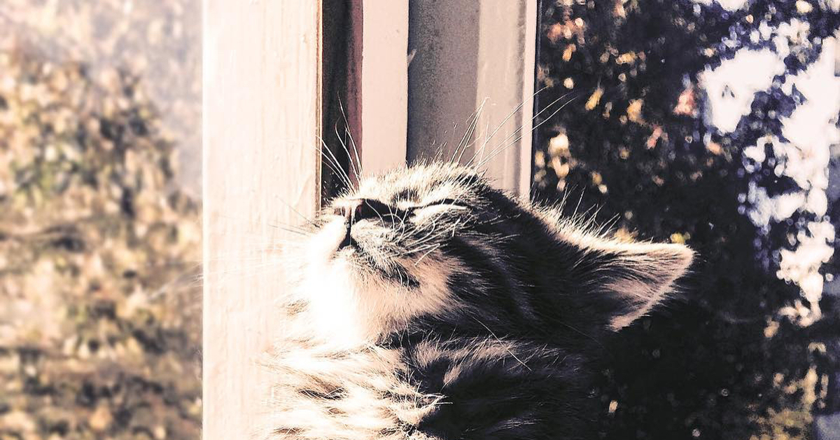 Sun kitten | Пикабу