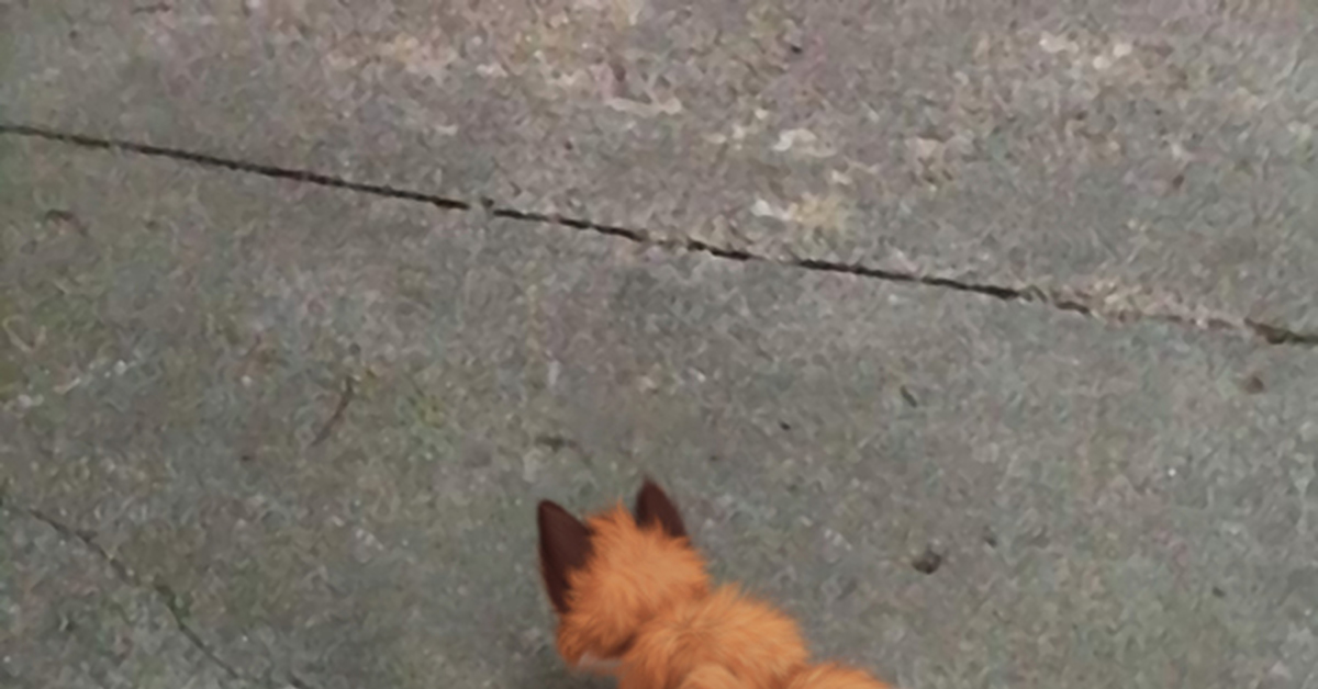 He smol and angy | Пикабу