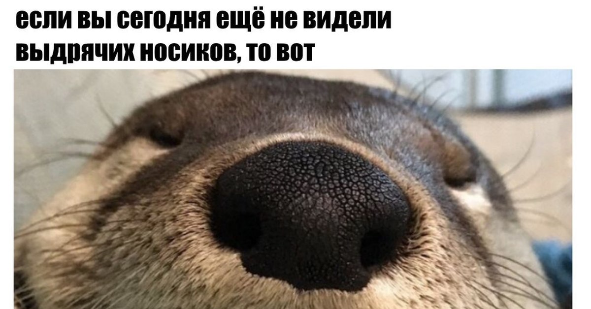 Милота | Пикабу