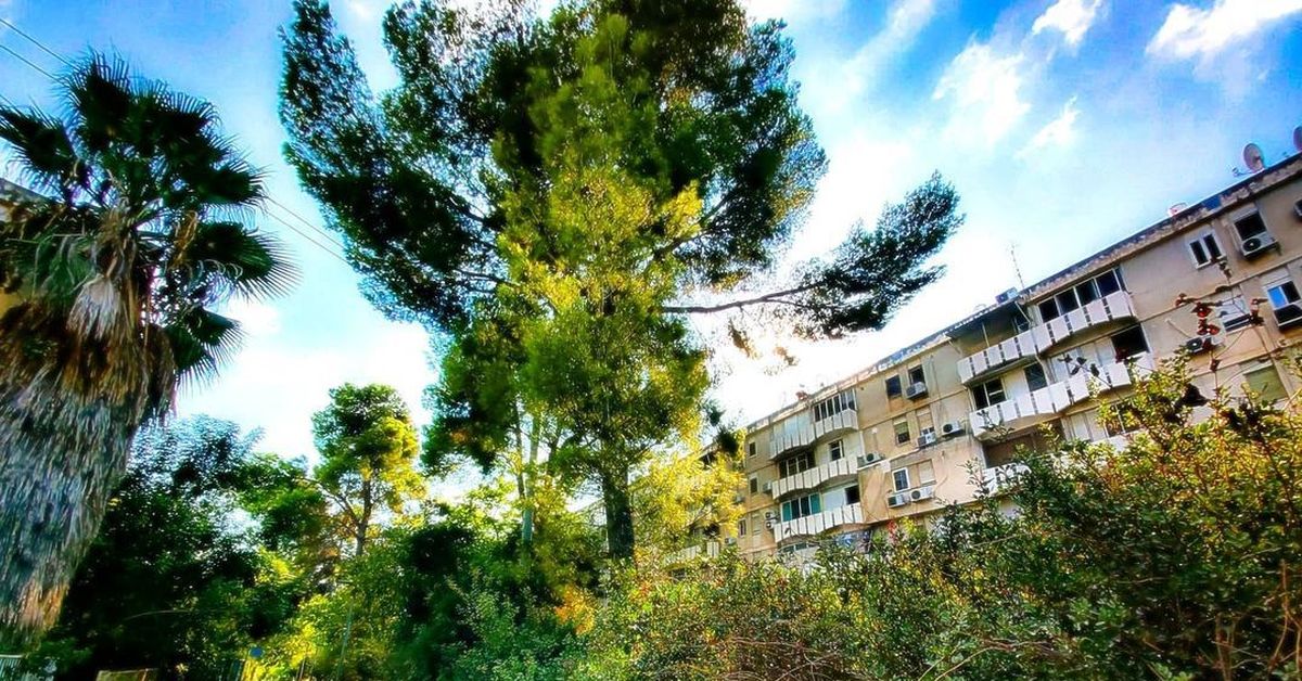 Jungleground #1 | Пикабу