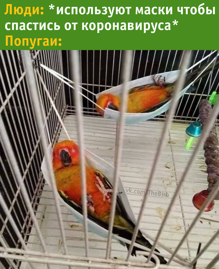 Попугаи в масках | Пикабу