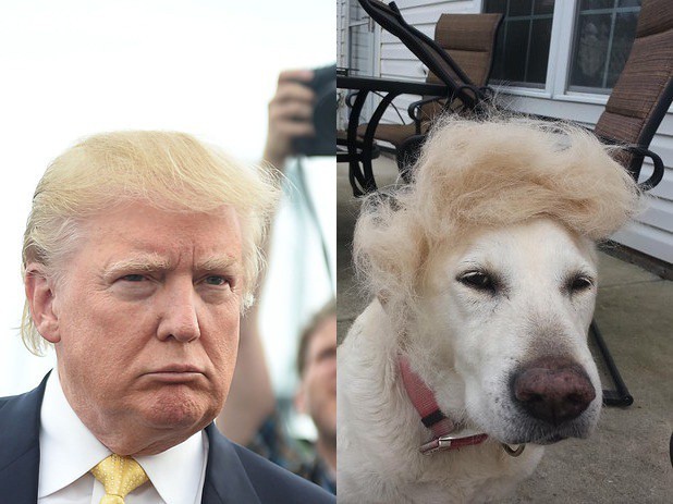 Собака трампа | Пикабу