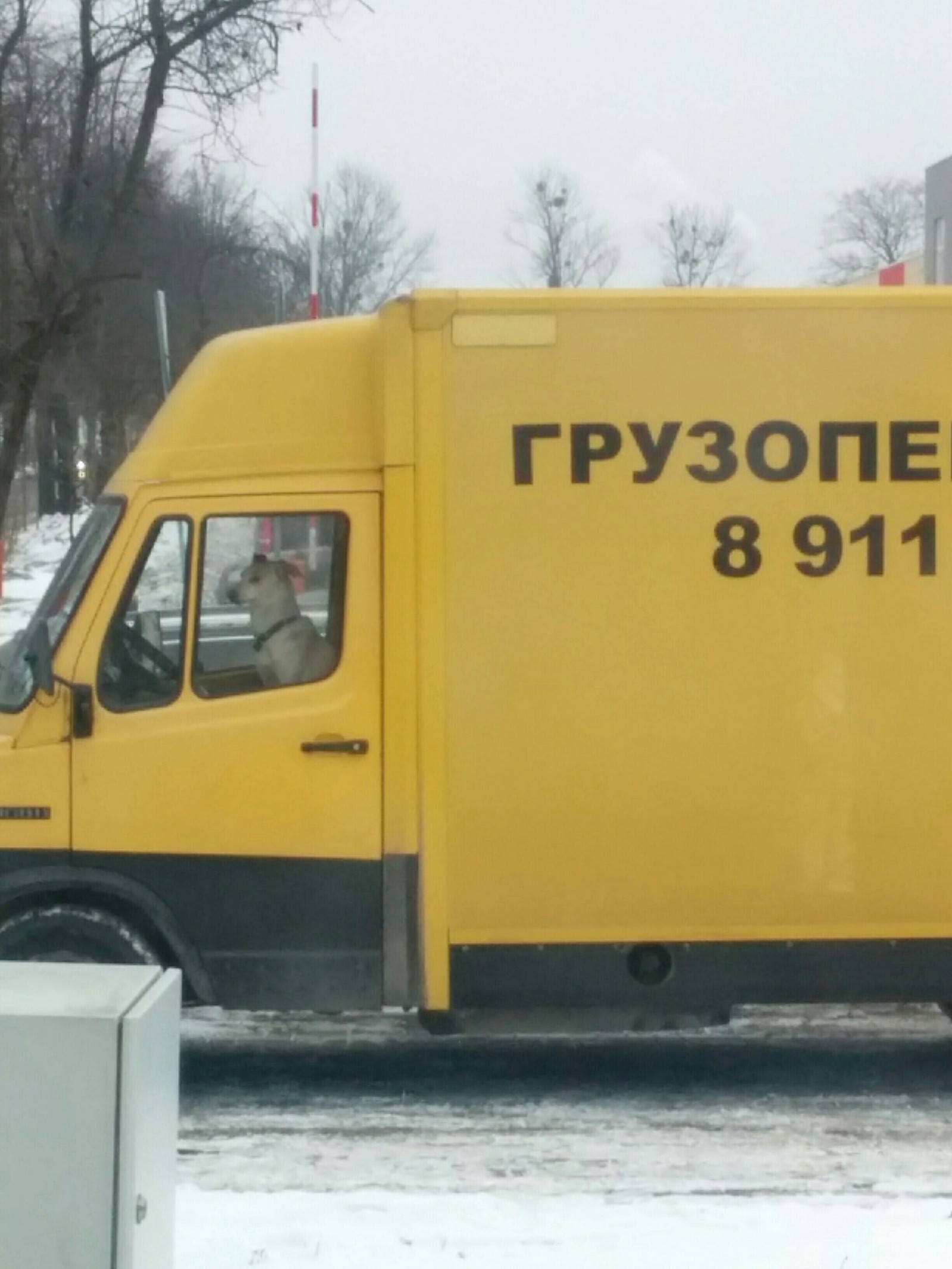 Собака-грузоперевозяка | Пикабу