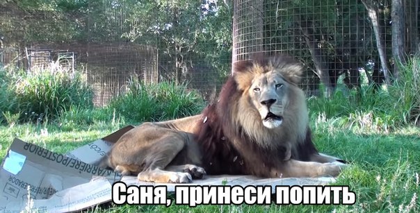 Почему коты любят коробки ? | Пикабу