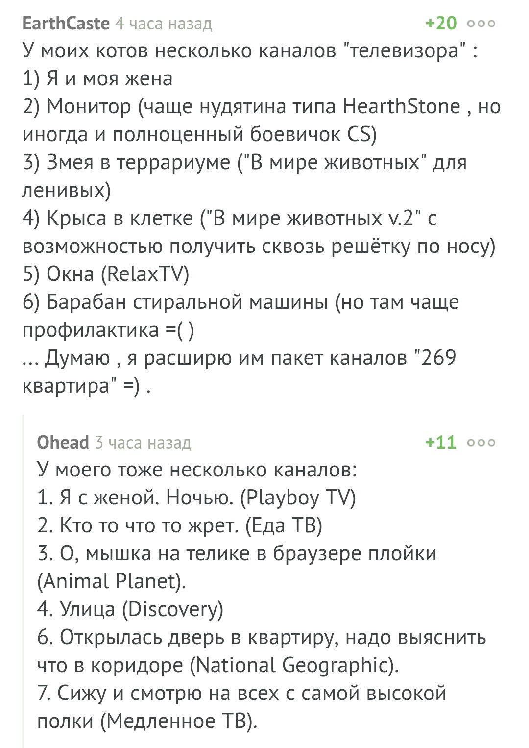 А что смотрят ваши коты? | Пикабу