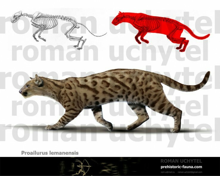 Proailurus lemanensis | Пикабу