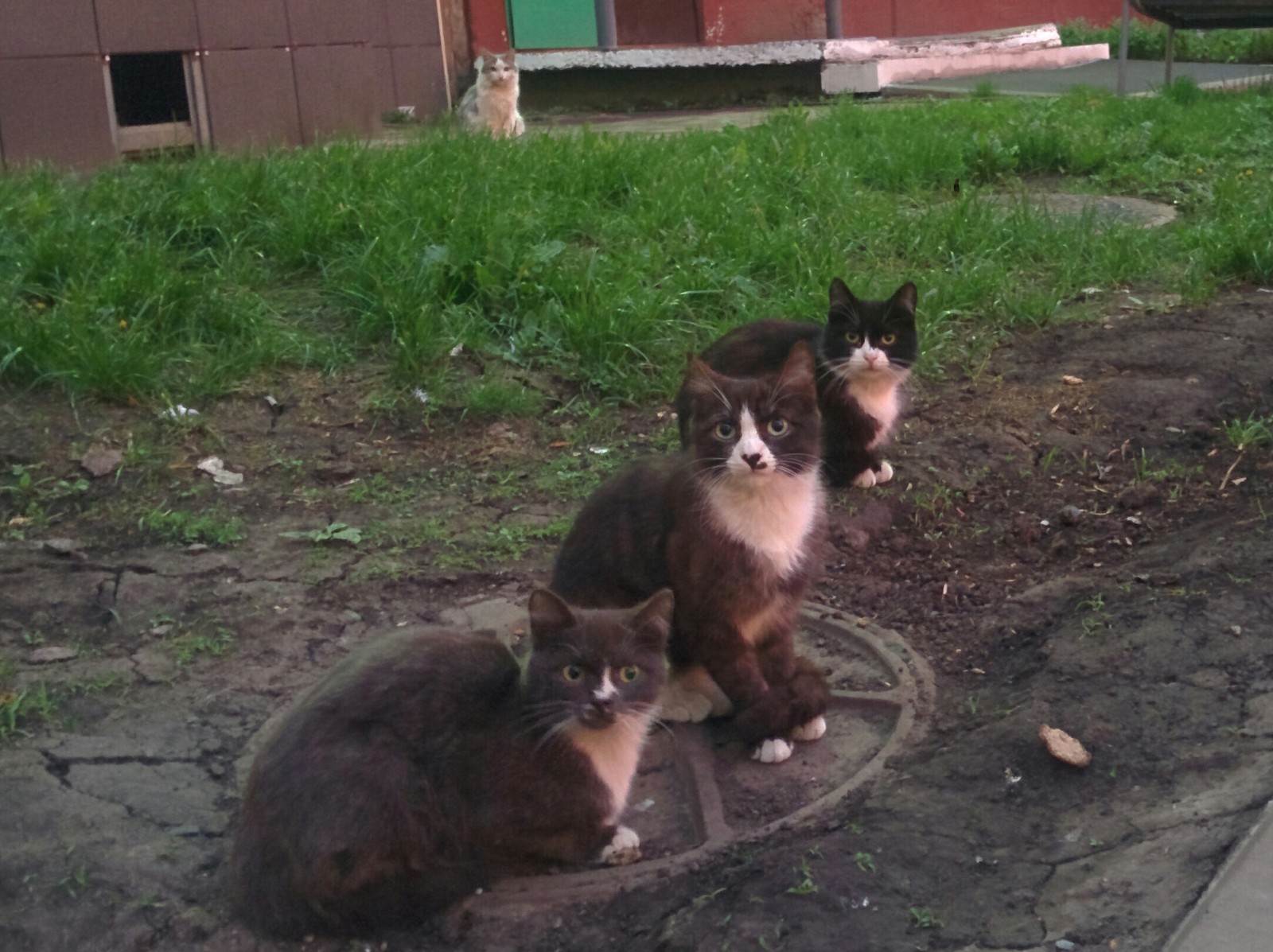 Ctrl c Ctrl v v v 