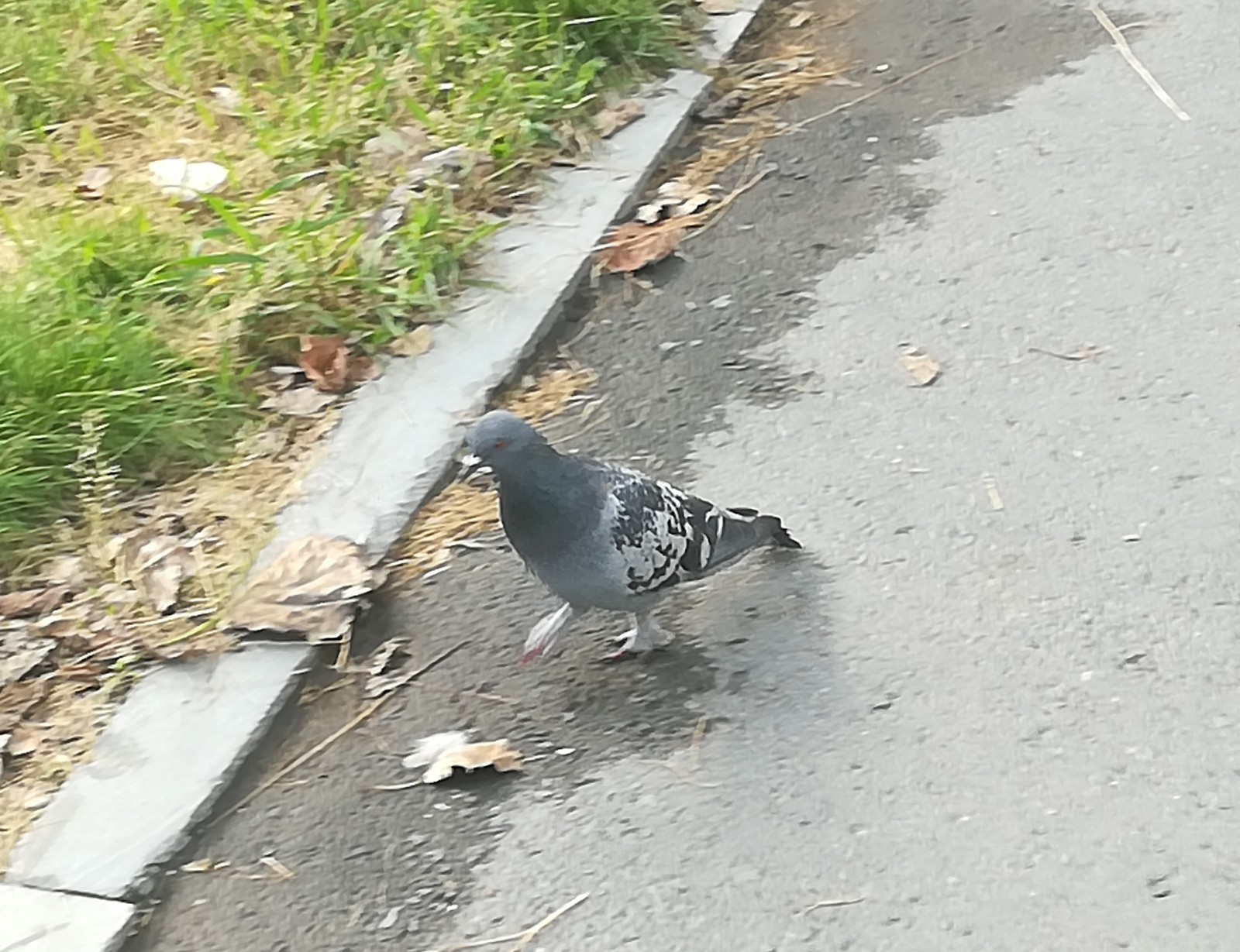 Голубь в брючках | Пикабу