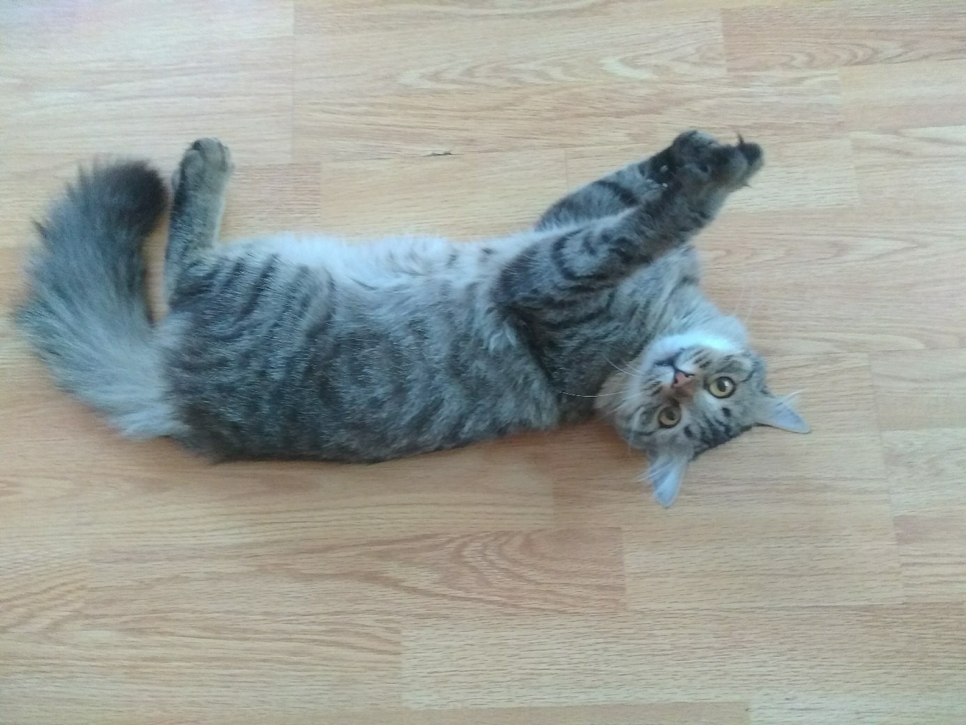 Нападение на кота | Пикабу