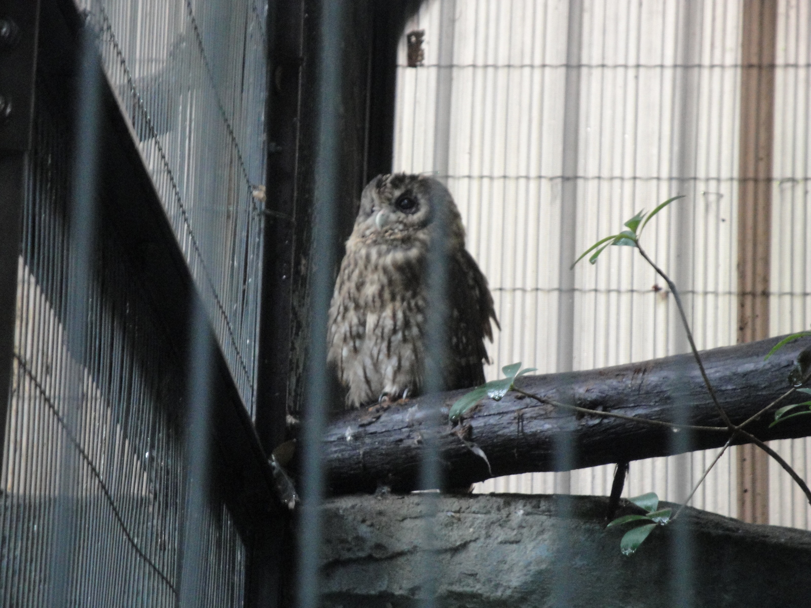 Животные Токийского зоопарка - 18.05.18 18:50 | Пикабу