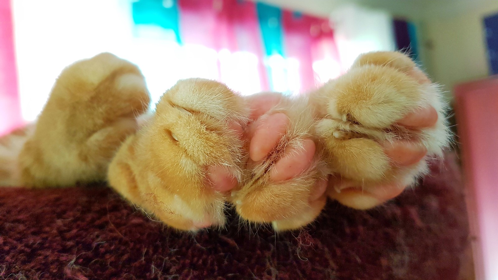 Котолапки | Пикабу