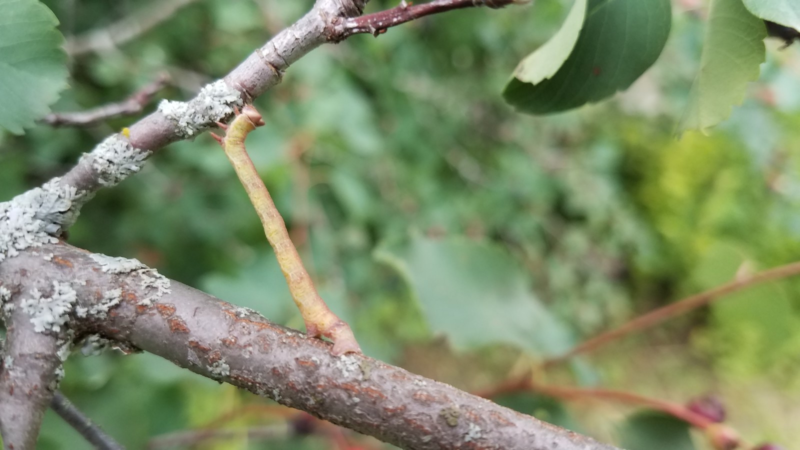 Как называется эта штука? | Пикабу