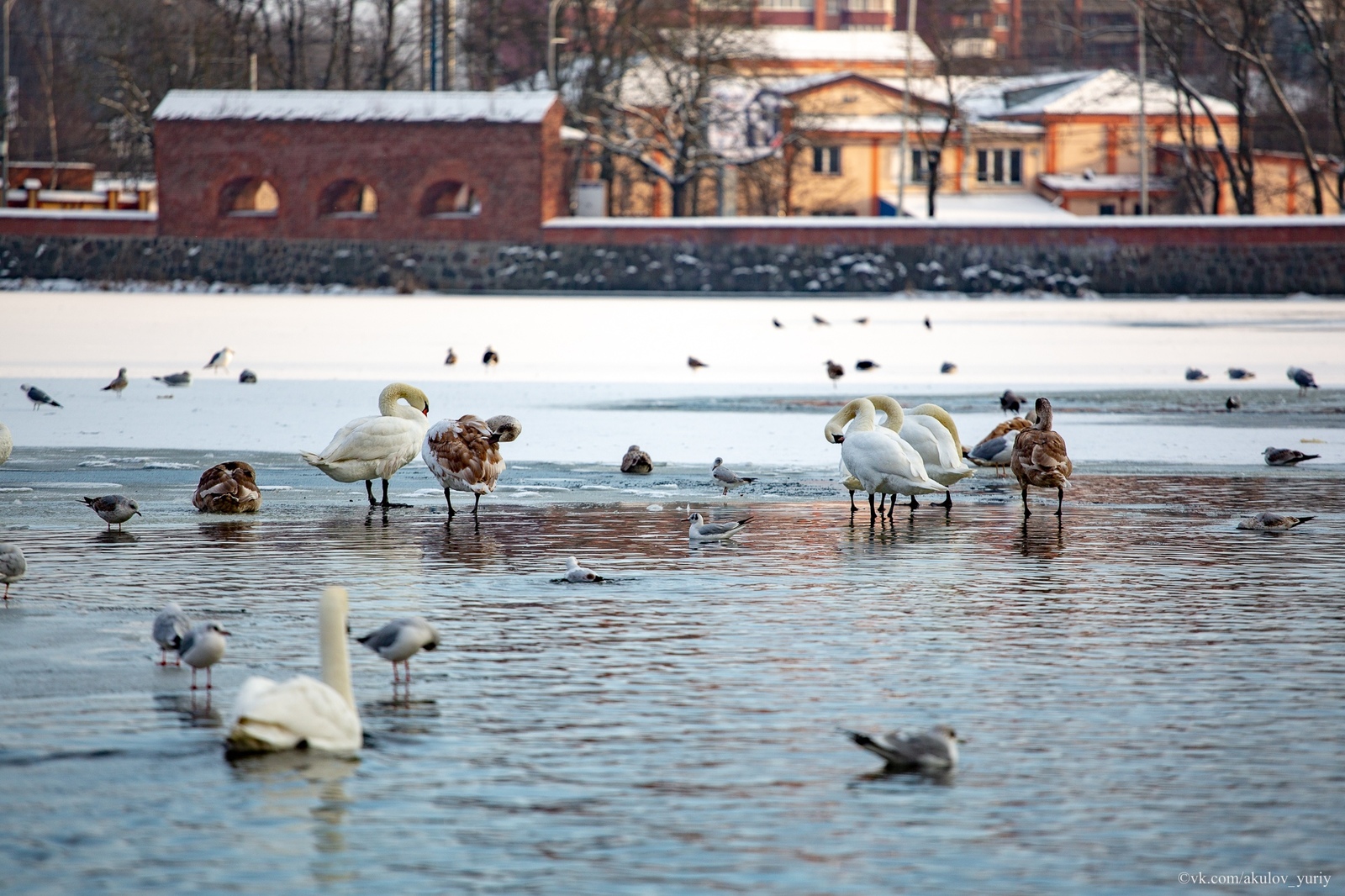 Зимовье птиц в городе | Пикабу