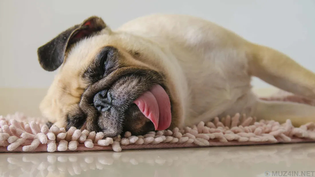 42 Amazing Facts About Dogs Pikabu monster 42-amazing-facts-about-dogs-pikabu-monster