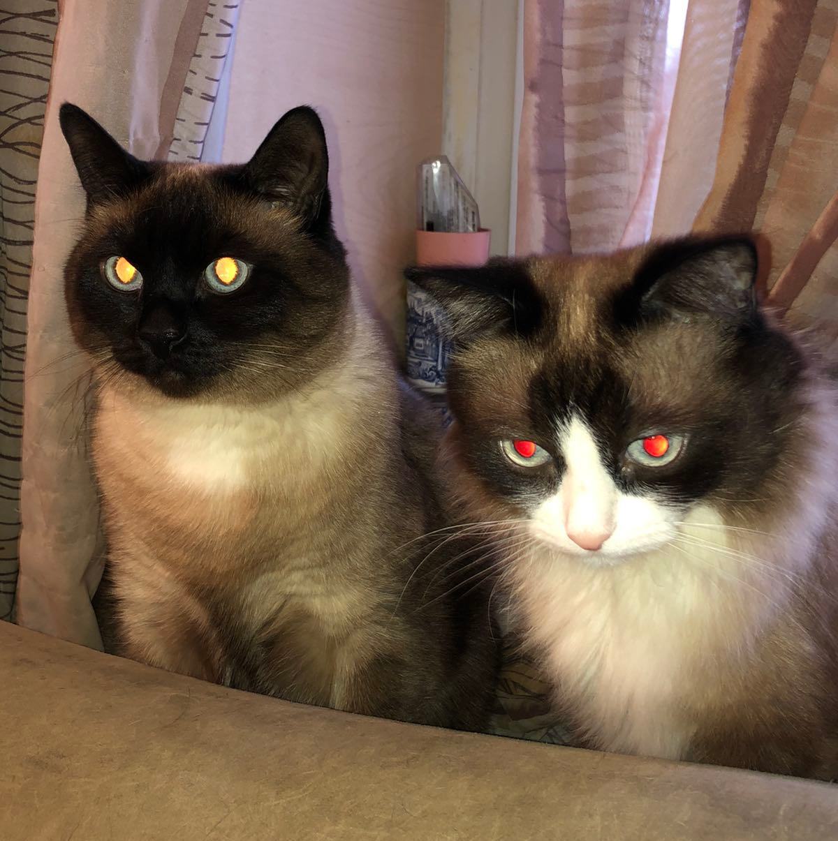 Котозомби... | Пикабу