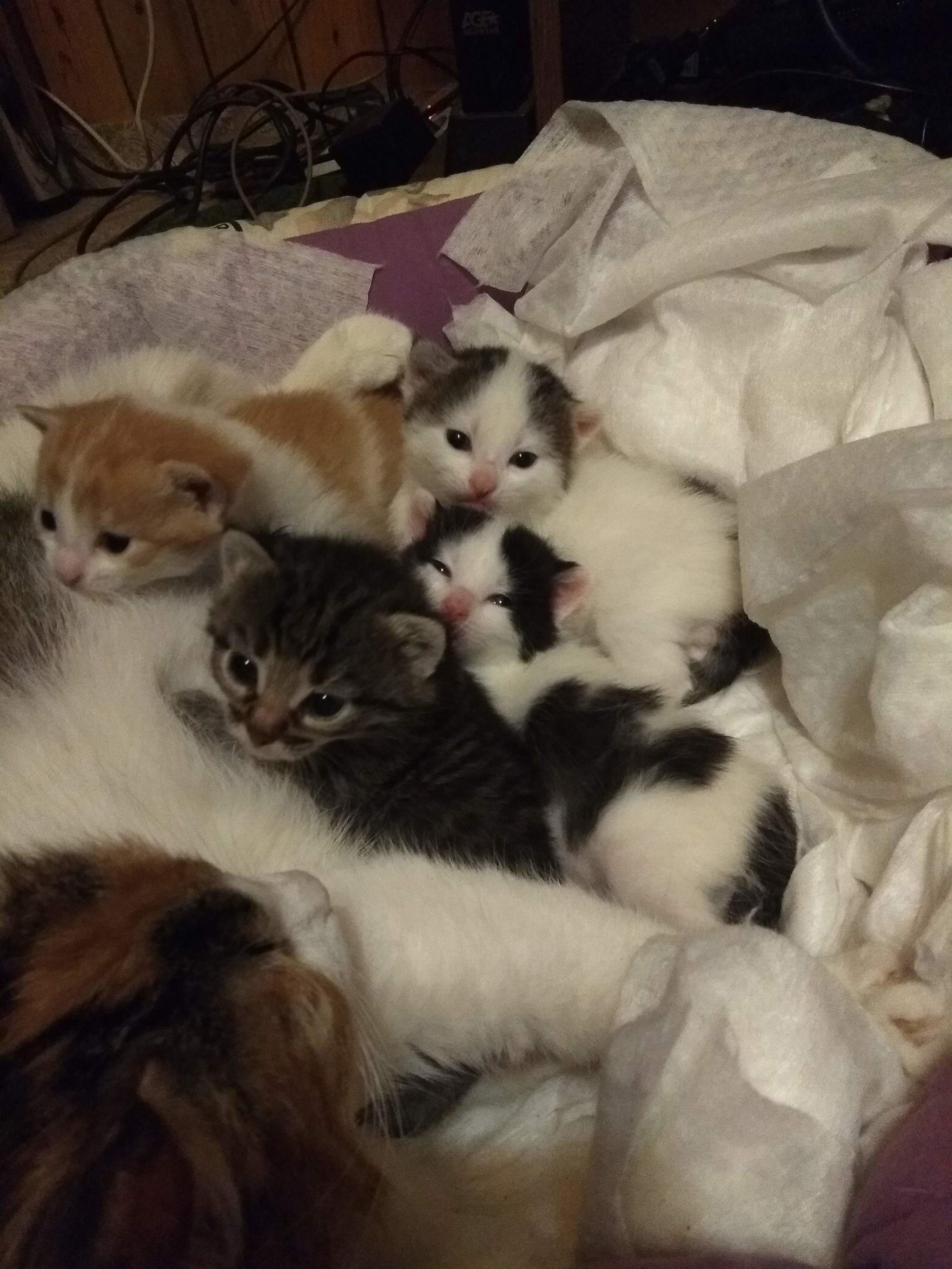 Котаны | Пикабу
