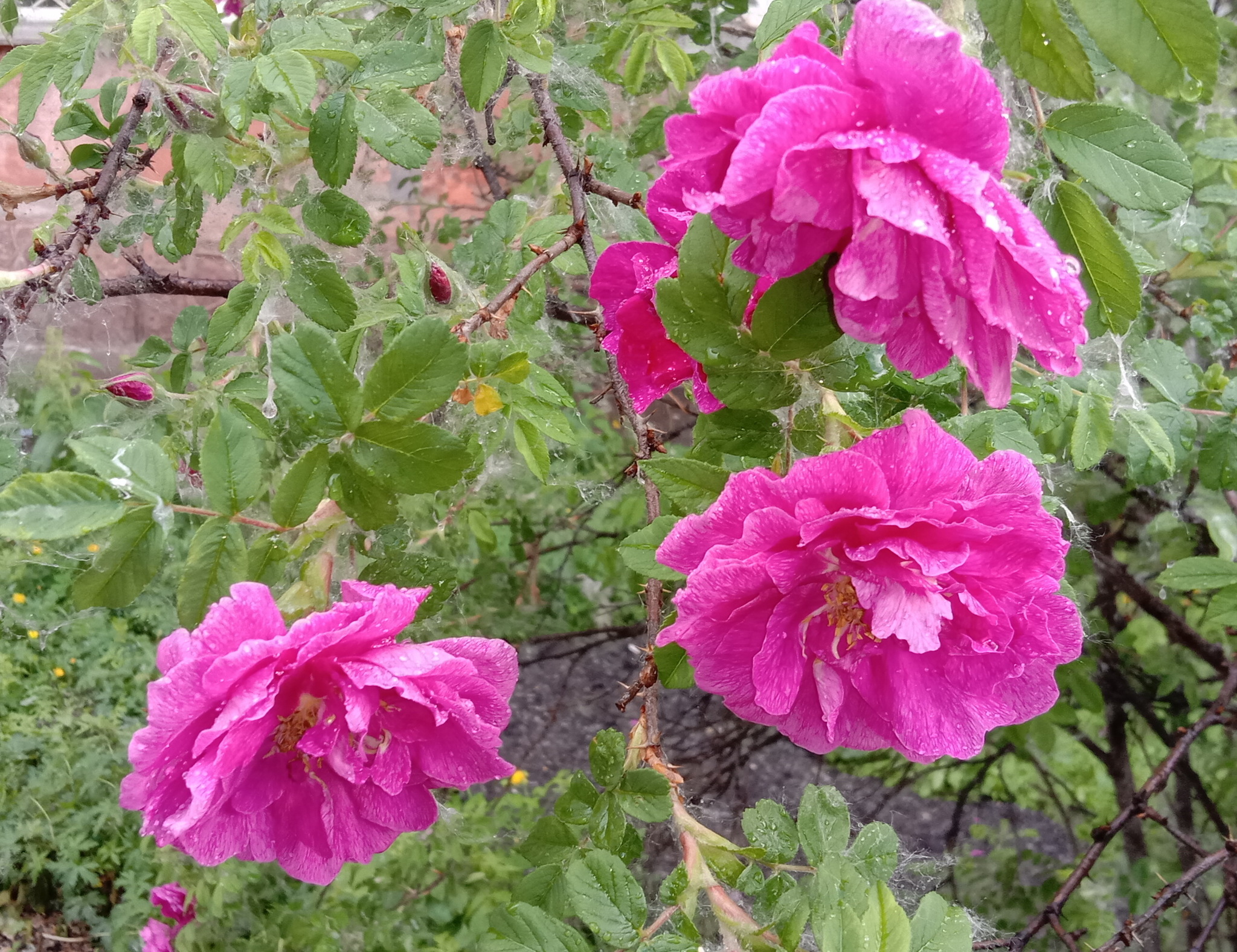 Аромат шиповника | Пикабу