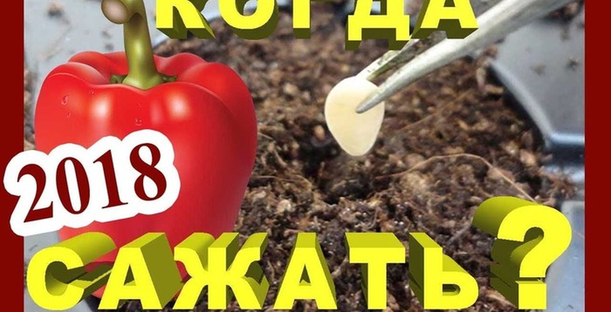 Когда сажать перец на рассаду | Пикабу