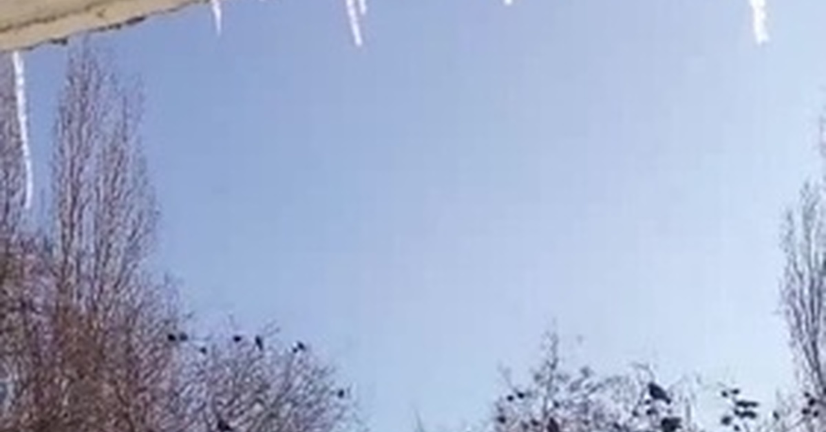 Run bird | Пикабу